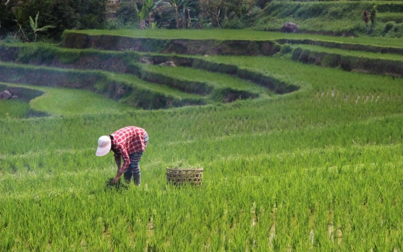 BALI RICE FIELDS BLOG - The 11 Best Rice Fields in Bali