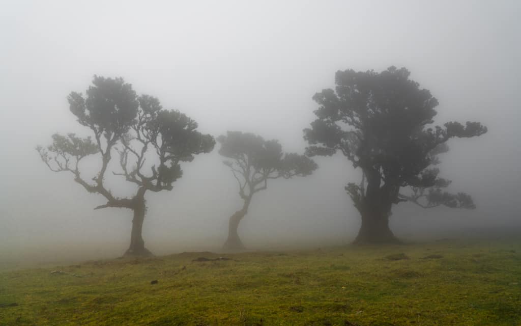 Complete Guide to Fanal Forest Madeira - Best photo spots & more