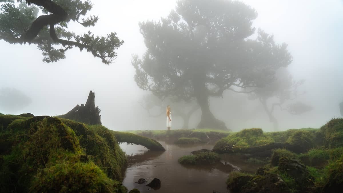 Complete Guide to Fanal Forest Madeira - Best photo spots & more