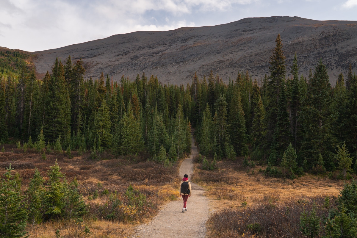 How to hike the Parker Ridge Trail in Banff National Park Canada